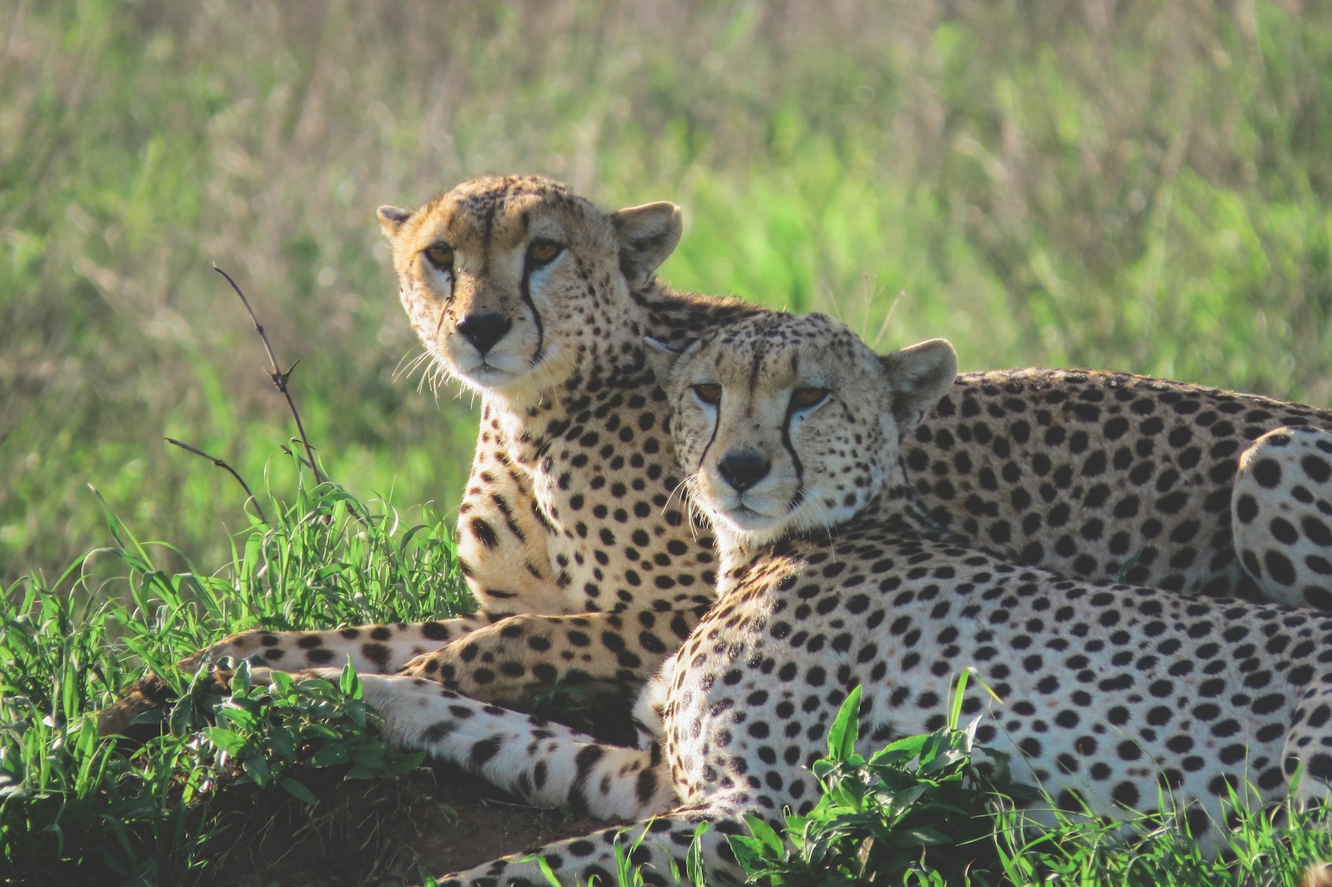 Adventureland Safaris Limited